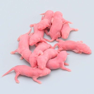 Chuột nhắt Mus Musculus Pinky cho rắn, loài gặm nhấm, chuột con có lông ...